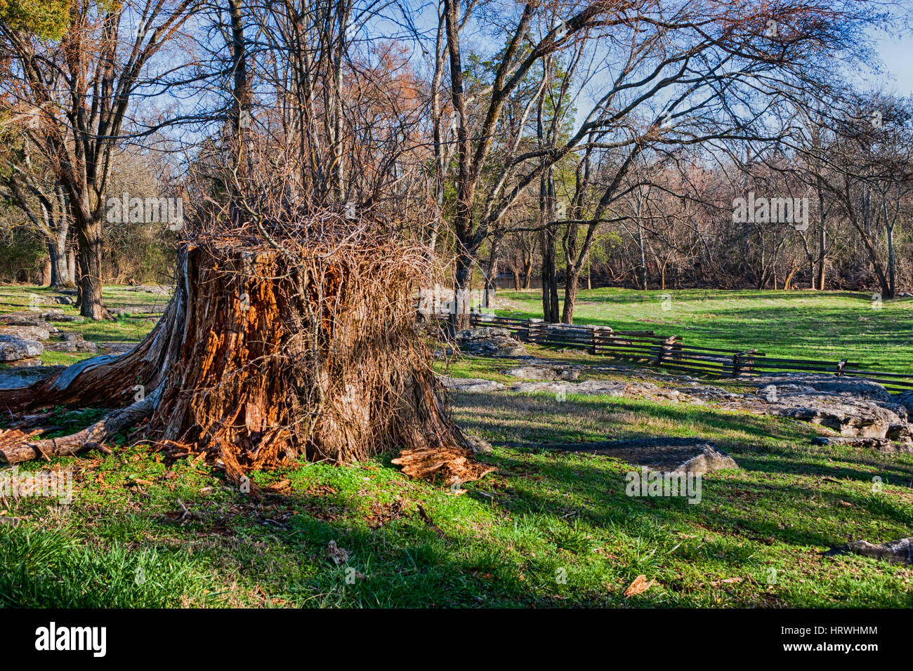 Tree Stump in open field Stock Photo - Alamy