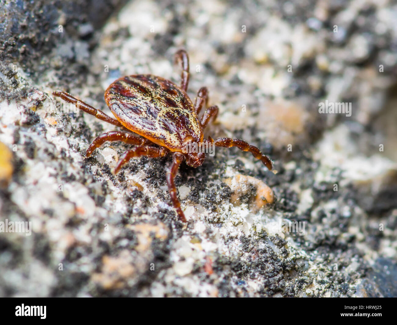 Tick rock hi-res stock photography and images - Alamy
