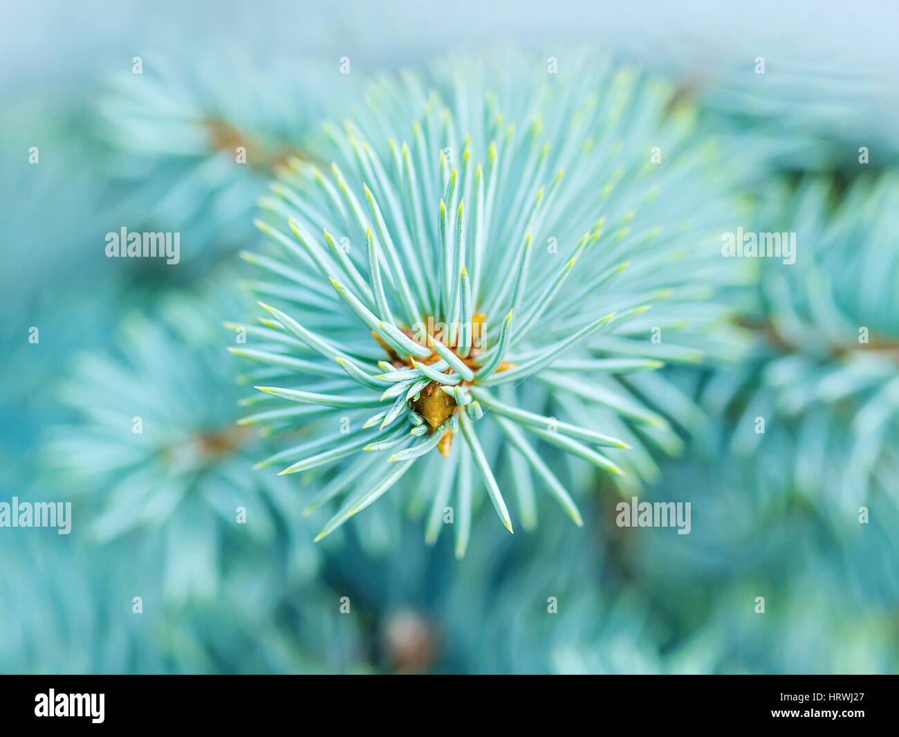 Blue Spruce Background Stock Photo - Alamy