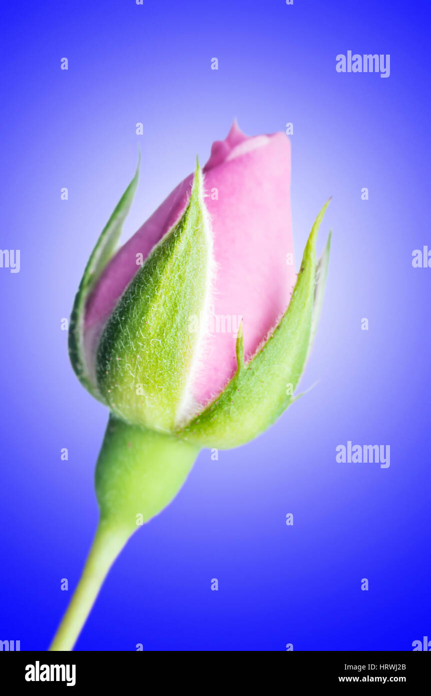 Beautiful Rose Flower Bud on Blue Background Stock Photo - Alamy