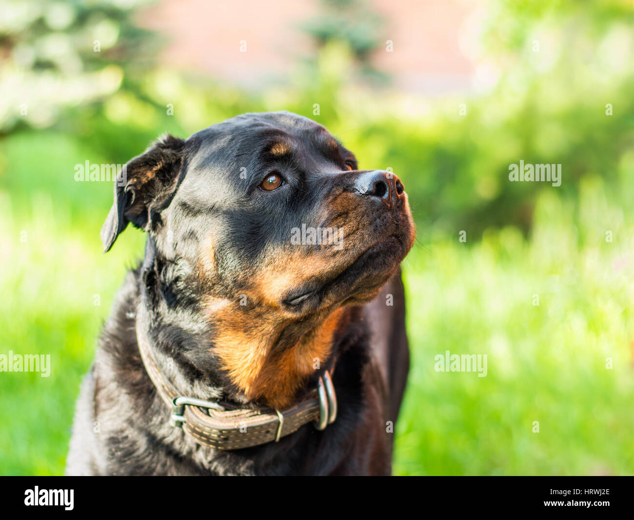 Happy rottweiler hi-res stock photography and images - Alamy