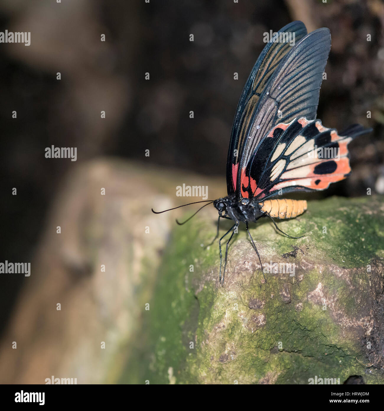 Common rose butterfly hi-res stock photography and images - Alamy
