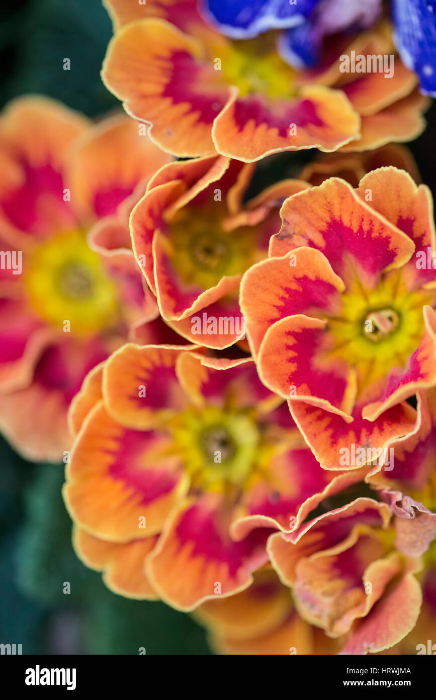 Stunning Spring flower bedding flowers in full vibrant bloom Stock ...