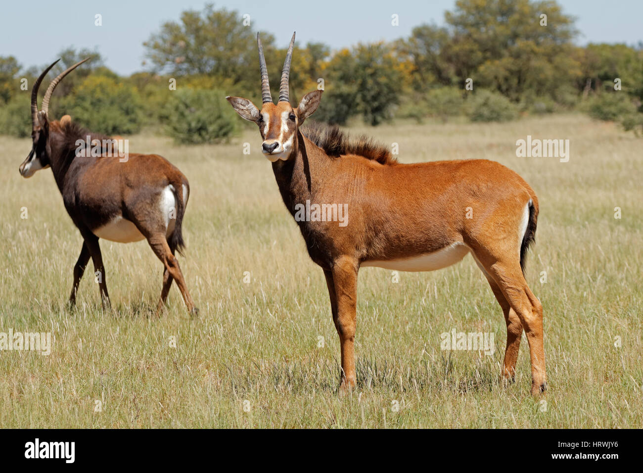 Sable antelopes hi-res stock photography and images - Alamy
