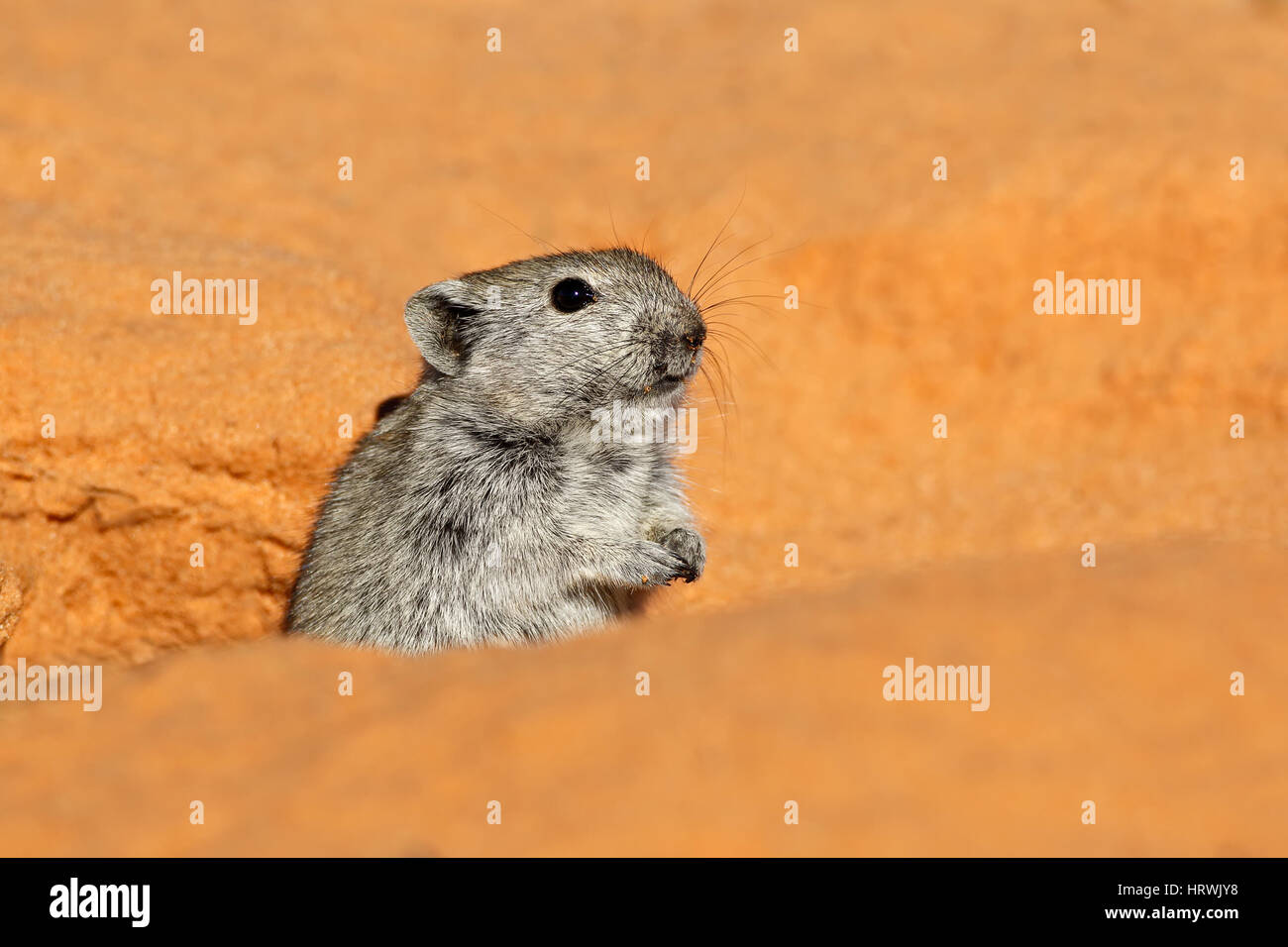 Desert Rat Real Estate at Charli Fiaschi blog