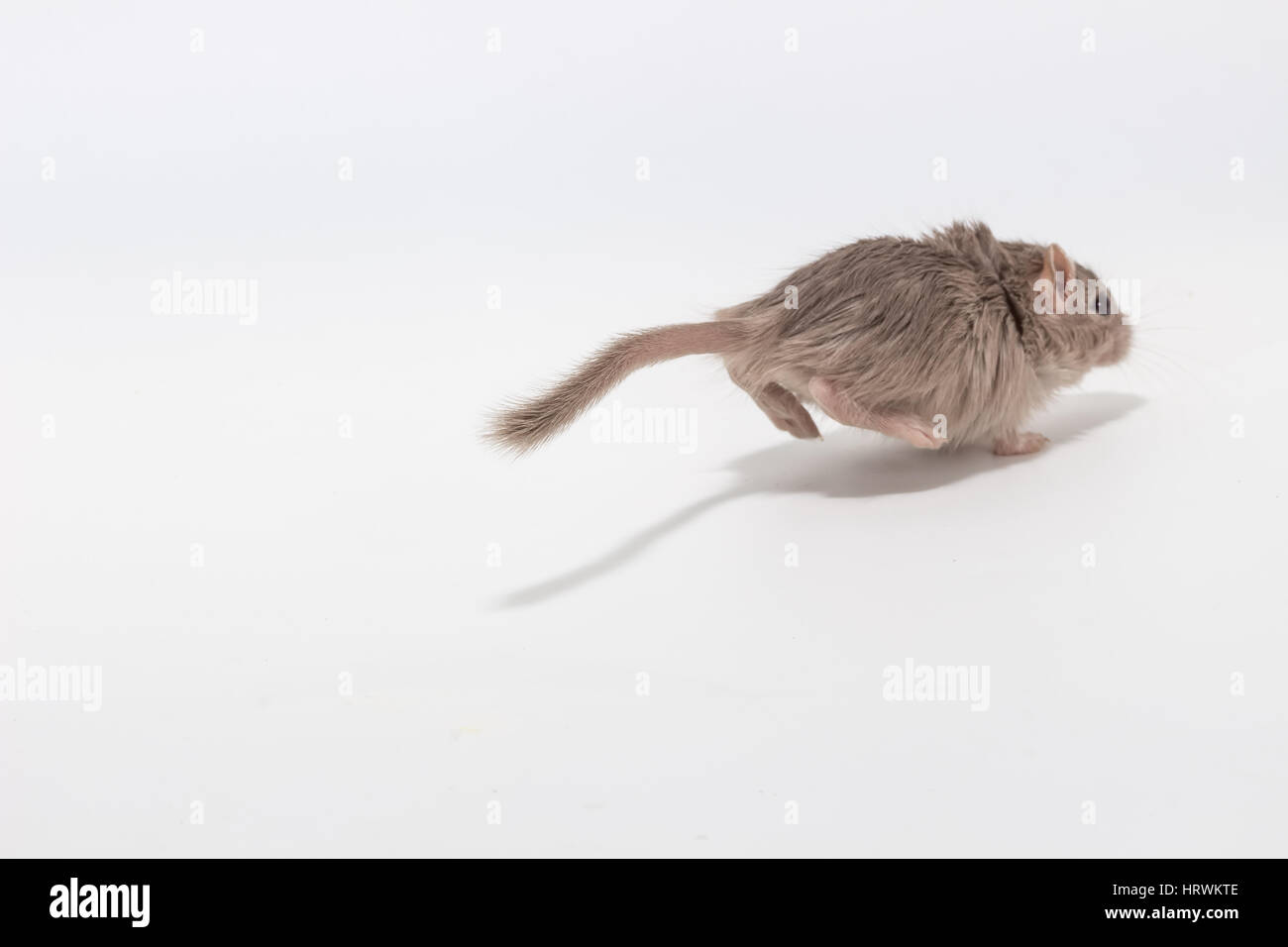 Mouse running away hi-res stock photography and images - Alamy
