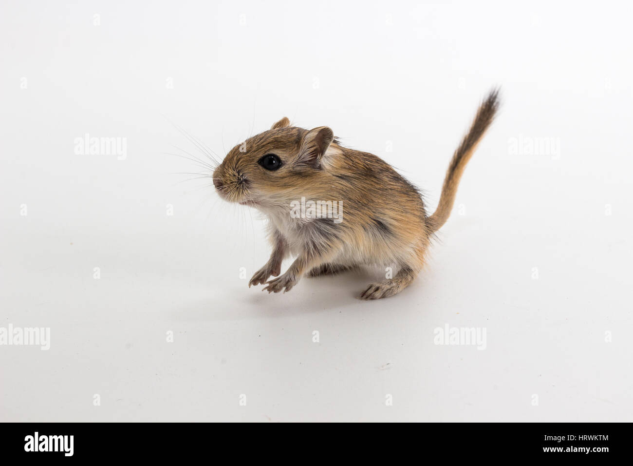 Litter Mongolian gerbil, Desert Rat on white background Stock Photo - Alamy