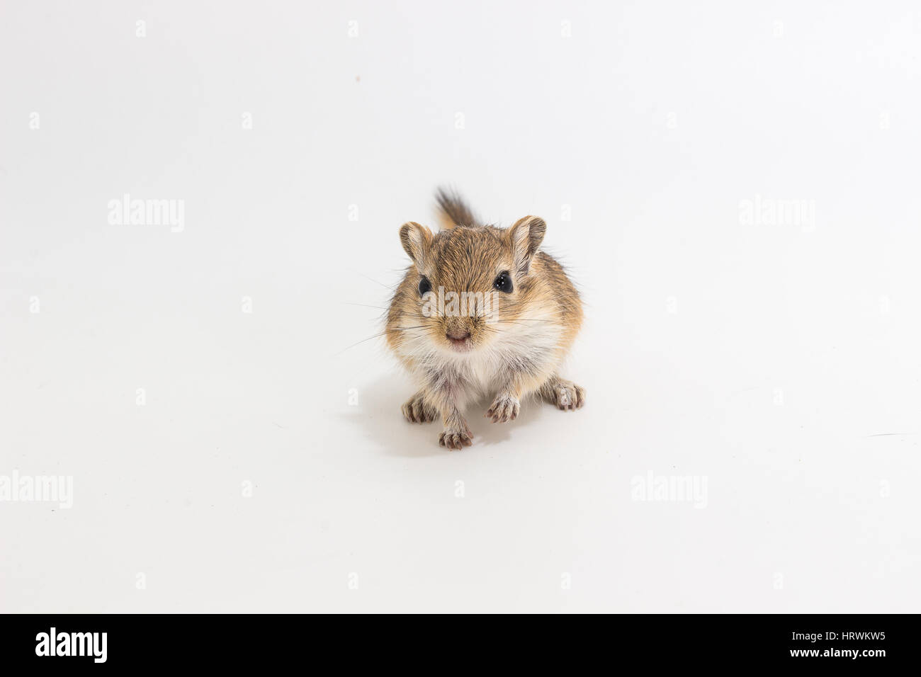 Litter Mongolian gerbil, Desert Rat on white background Stock Photo - Alamy