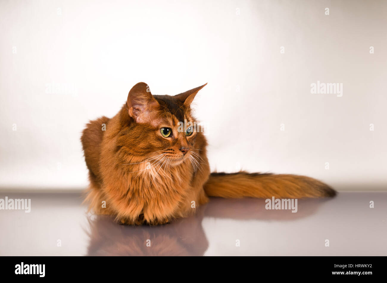 Red Somali Domestic Cat High Resolution Stock Photography and Images ...