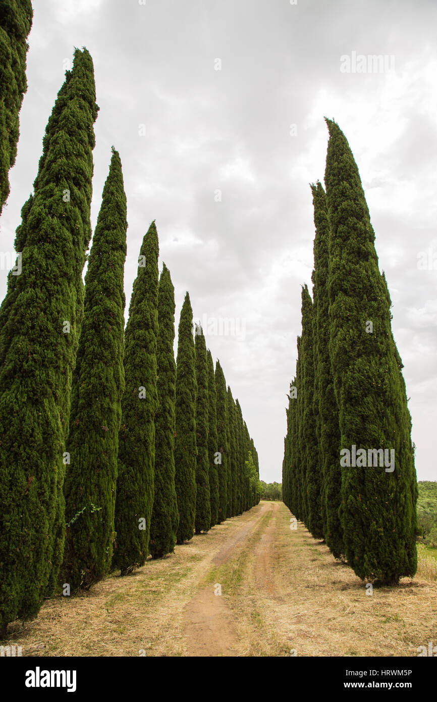 Lined with cypress trees lined up Stock Photo - Alamy