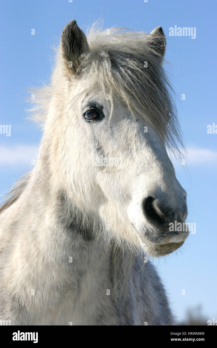 Horse with saddle side view nobody hi-res stock photography and images ...