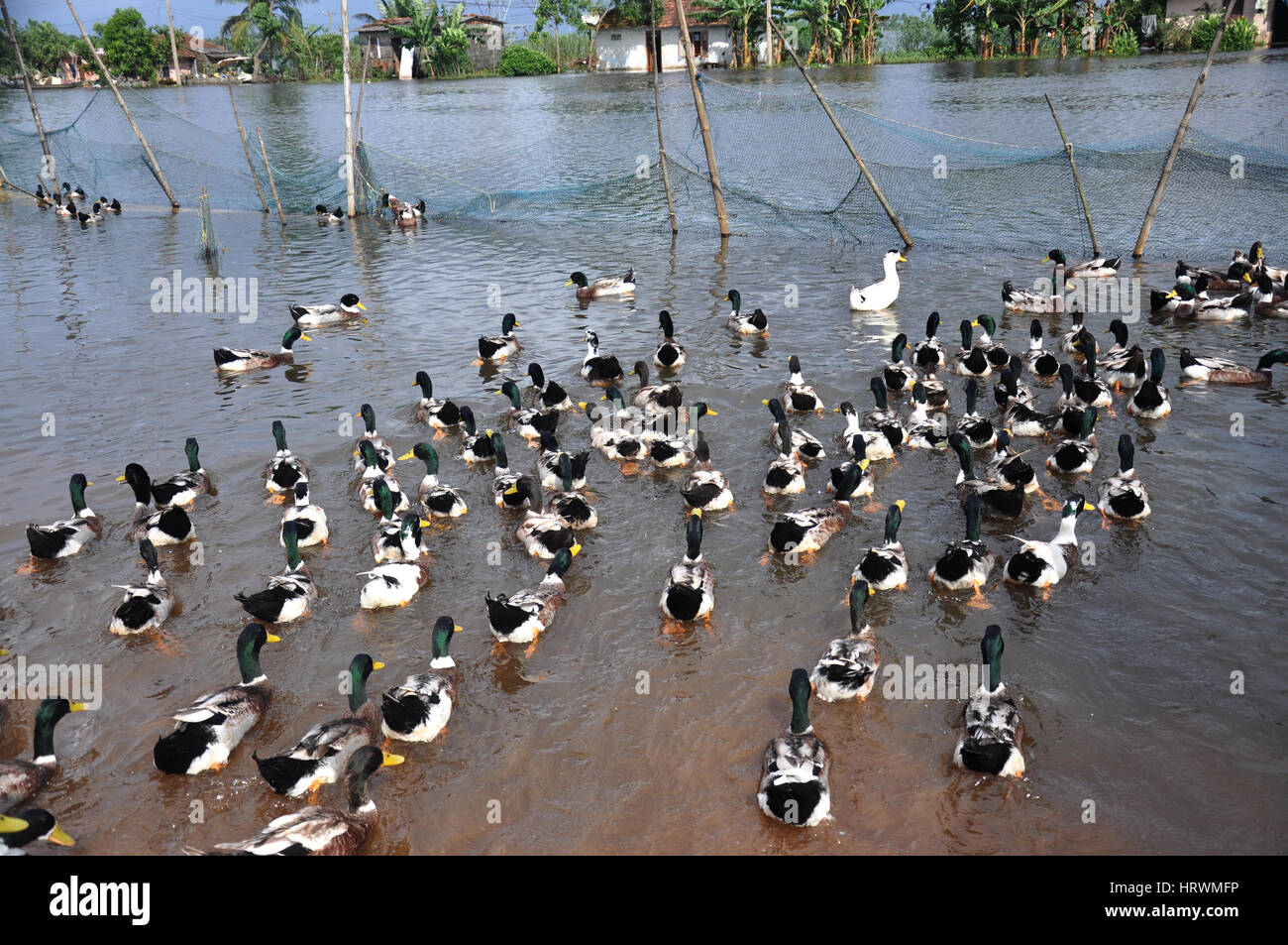 Ducks from a duck farm near Alappuzha/Alleppy in the Kerala (God's own ...