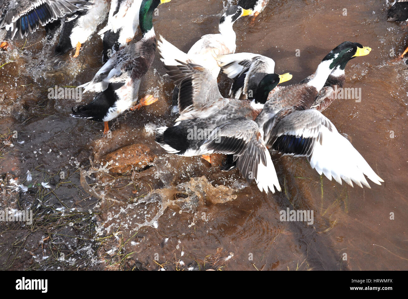 Ducks from a duck farm near Alappuzha/Alleppy in the Kerala (God's own ...