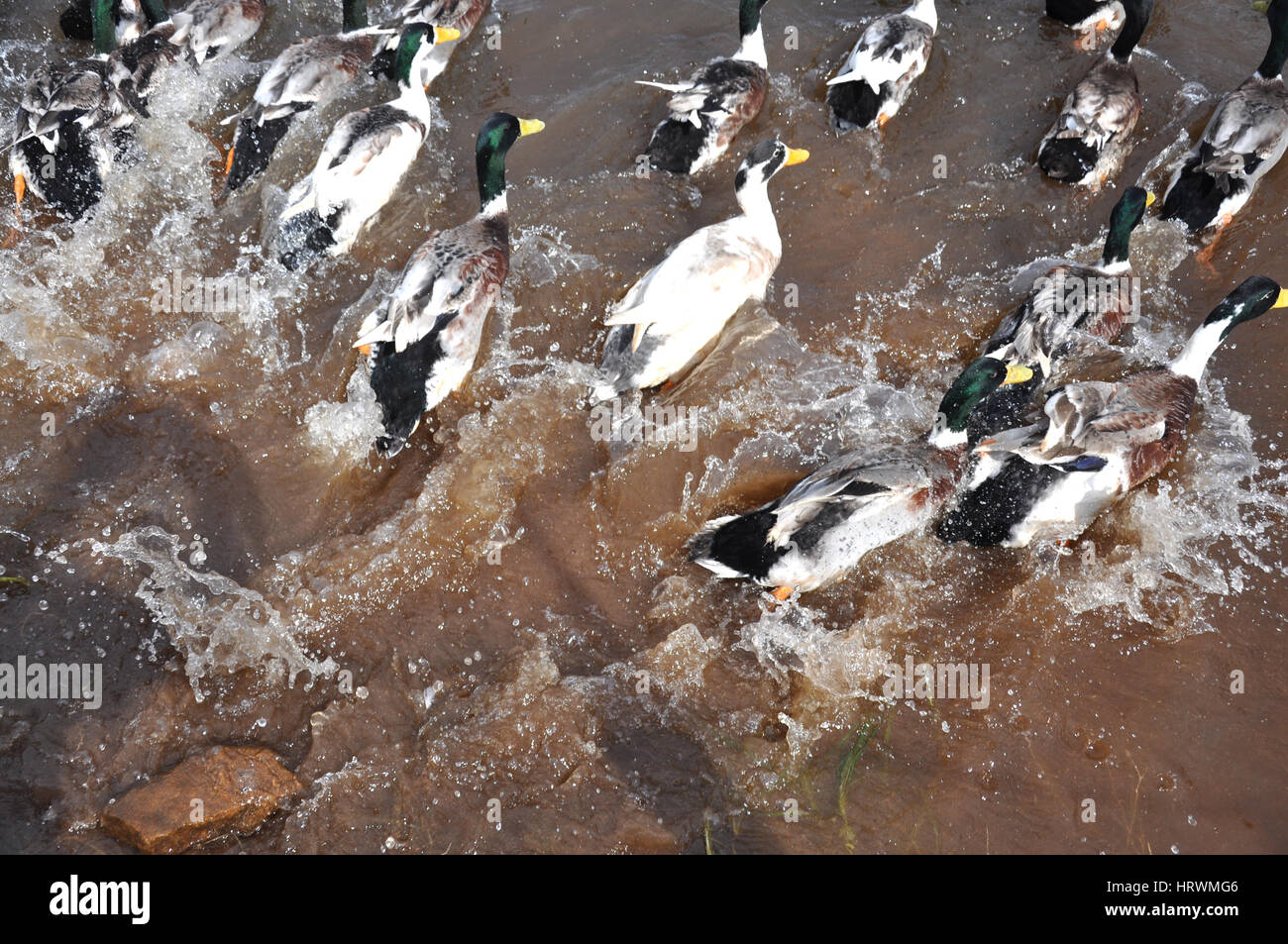 Flying Duck In Kerala