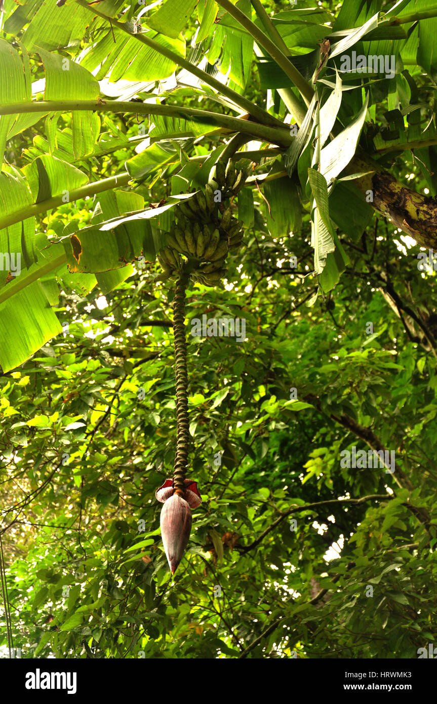 Banana tree with banana bunches, Kerala, India (Photo Copyright © by ...