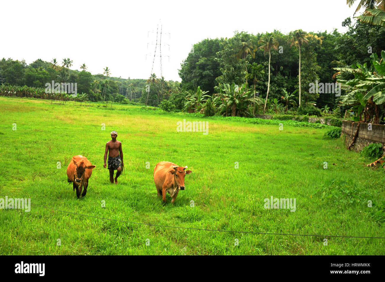 Man with two cow, Village seen, Kerala, India (Photo Copyright © by ...