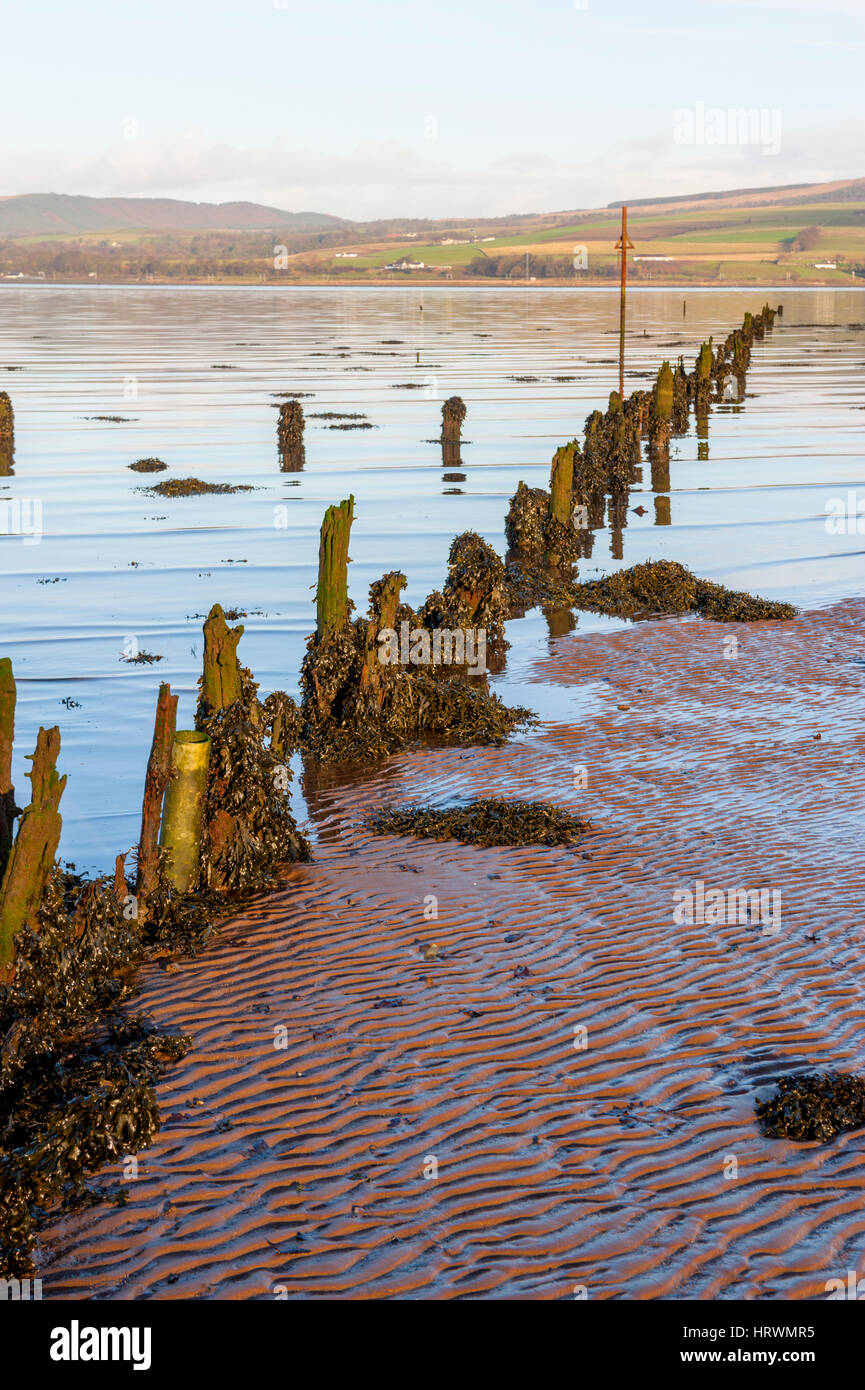 The ship timber storage ponds at Parklea Port Glasgow on the river ...