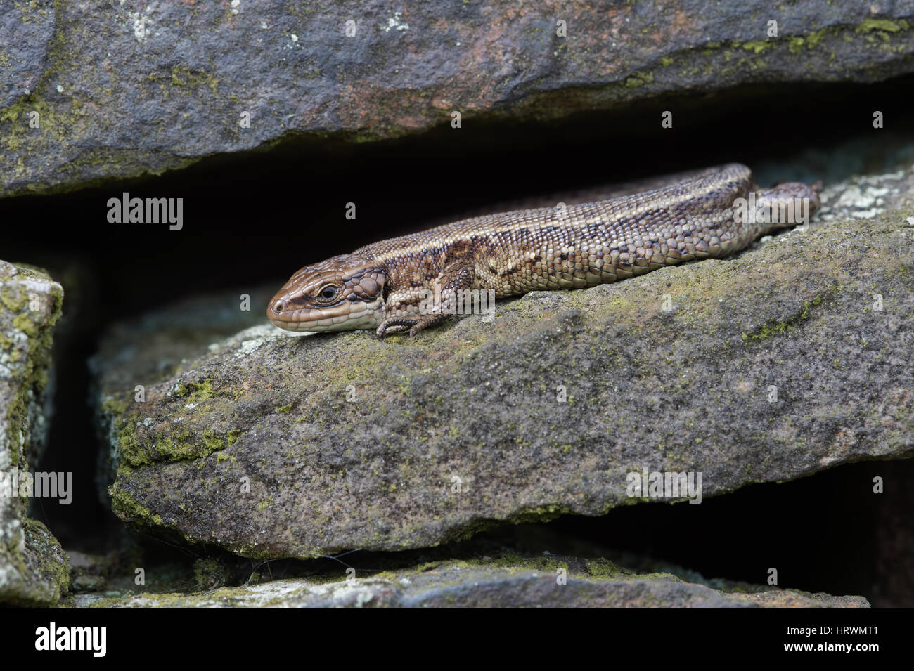 Common Lizard (Zootoca vivipara Stock Photo - Alamy