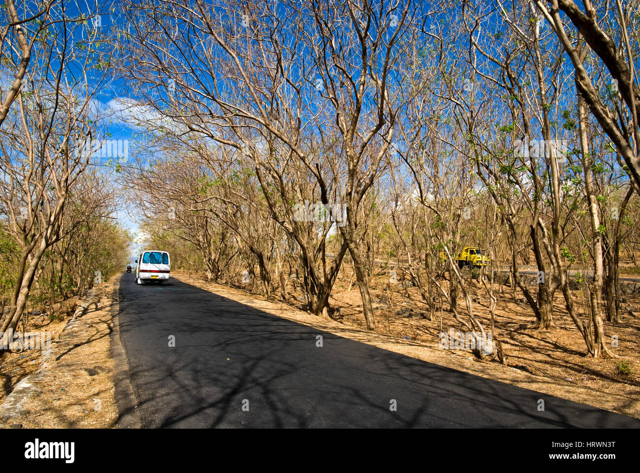 A car driving on asphalt road through dry trees Stock Photo - Alamy