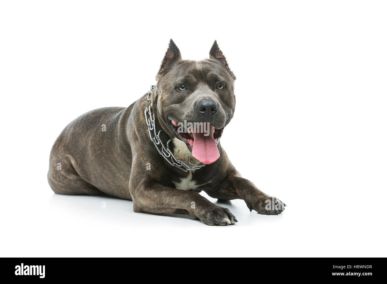 Beautiful american staffordshire terrier dog. Tiger blue color male pet ...