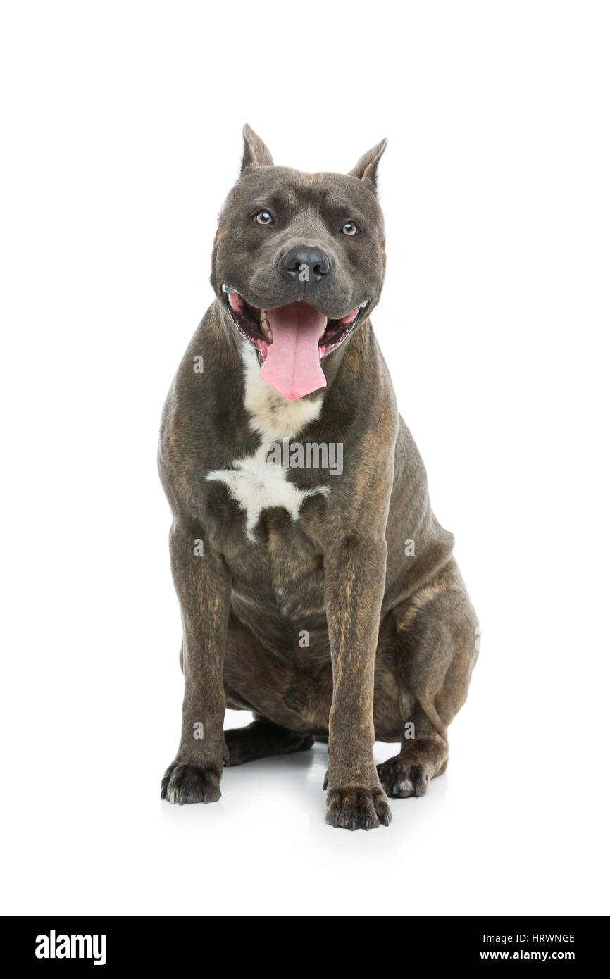 Beautiful american staffordshire terrier dog. Tiger blue color male pet ...