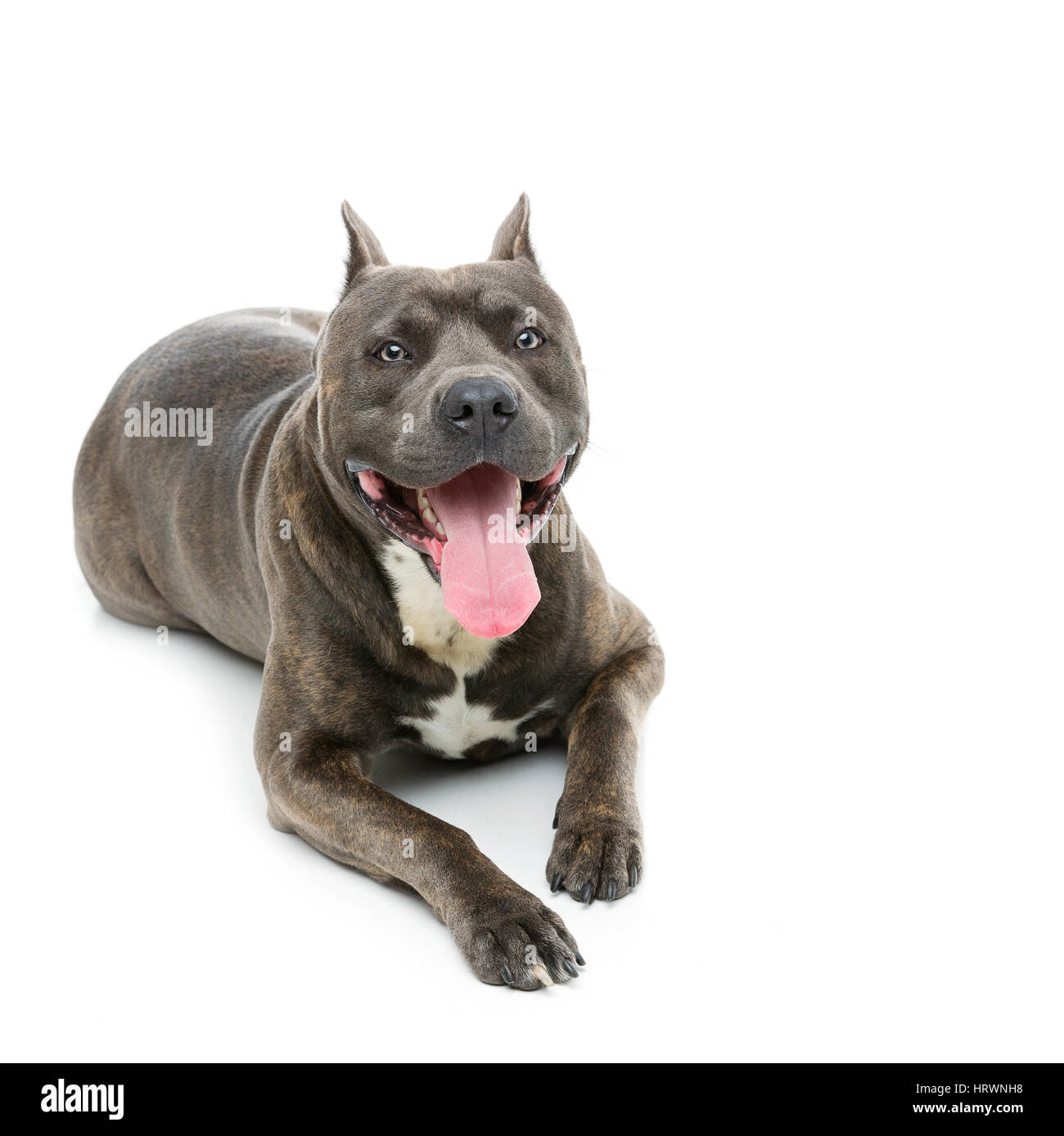 Beautiful american staffordshire terrier dog. Tiger blue color male pet ...
