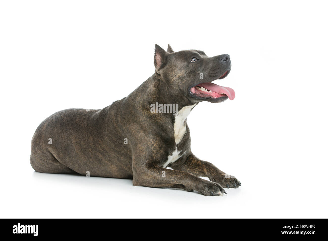 Beautiful american staffordshire terrier dog. Tiger blue color male pet ...