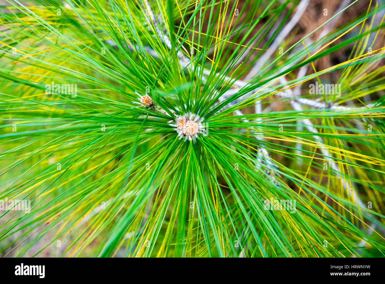 Canary Island pine )Pinus canariensis Stock Photo - Alamy