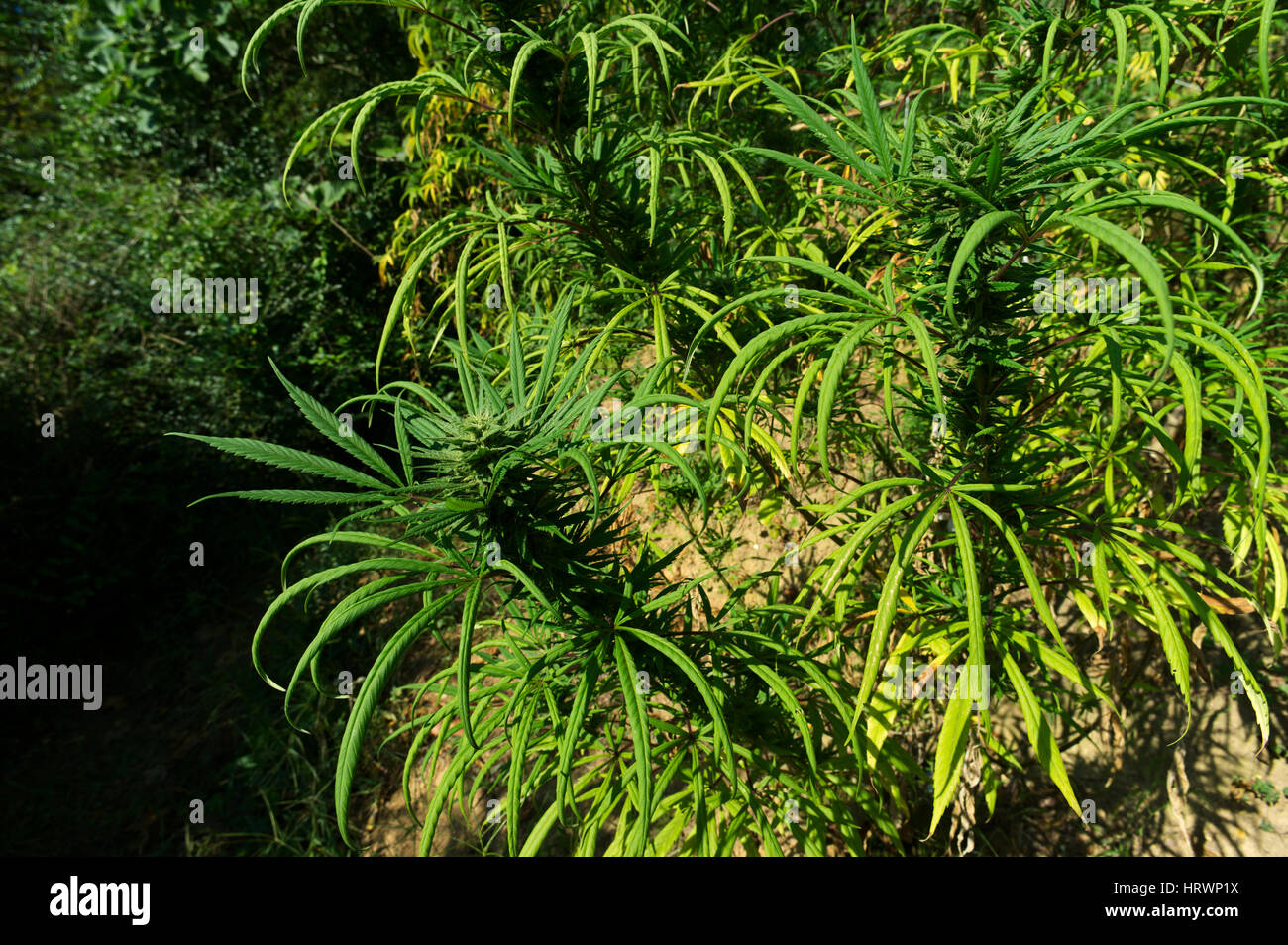 Female marijuana plant hi-res stock photography and images - Alamy