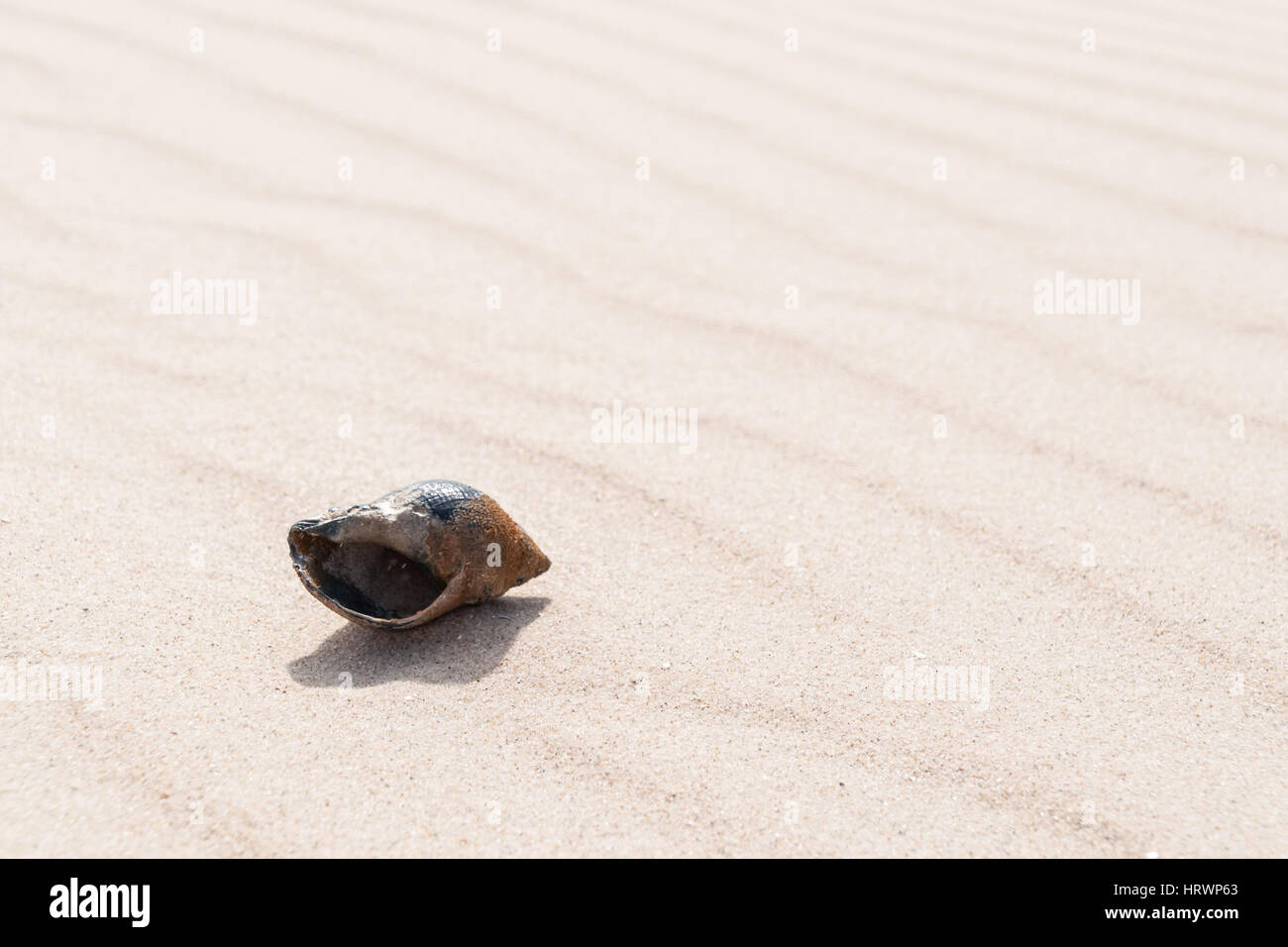 Waved whelk hi-res stock photography and images - Alamy