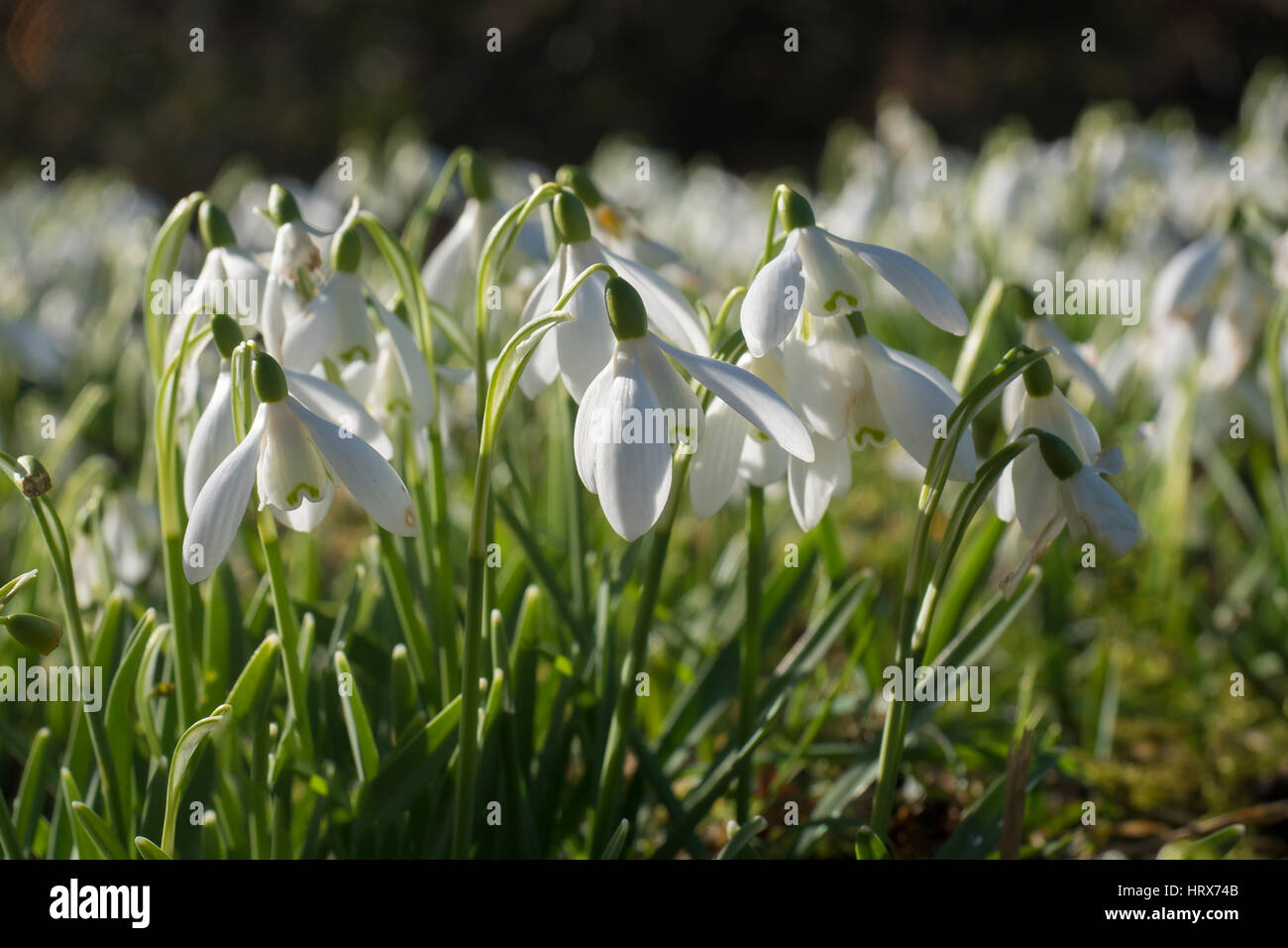 Clump of snowdrops Stock Photo - Alamy