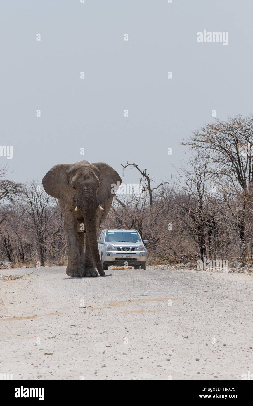 Elephant and car Stock Photo - Alamy