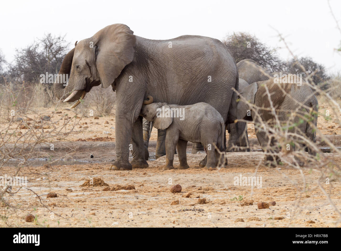 Female elephant young feeding hi-res stock photography and images - Alamy