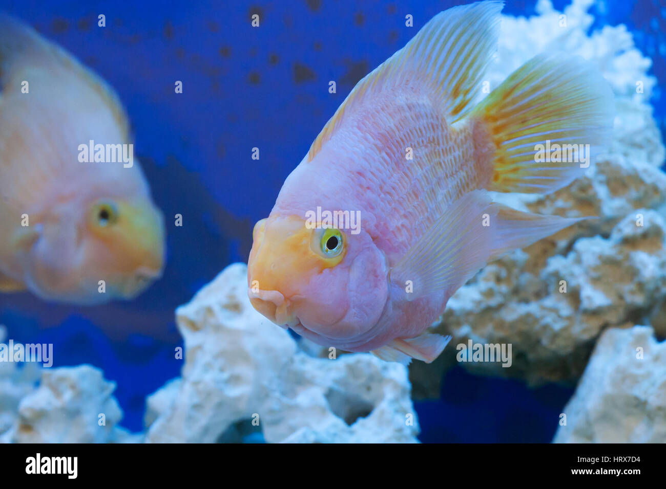 floating fishes in an aquarium with stones on a blue background Stock ...