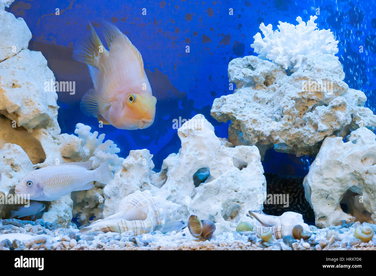 floating fishes in an aquarium with stones on a blue background Stock ...
