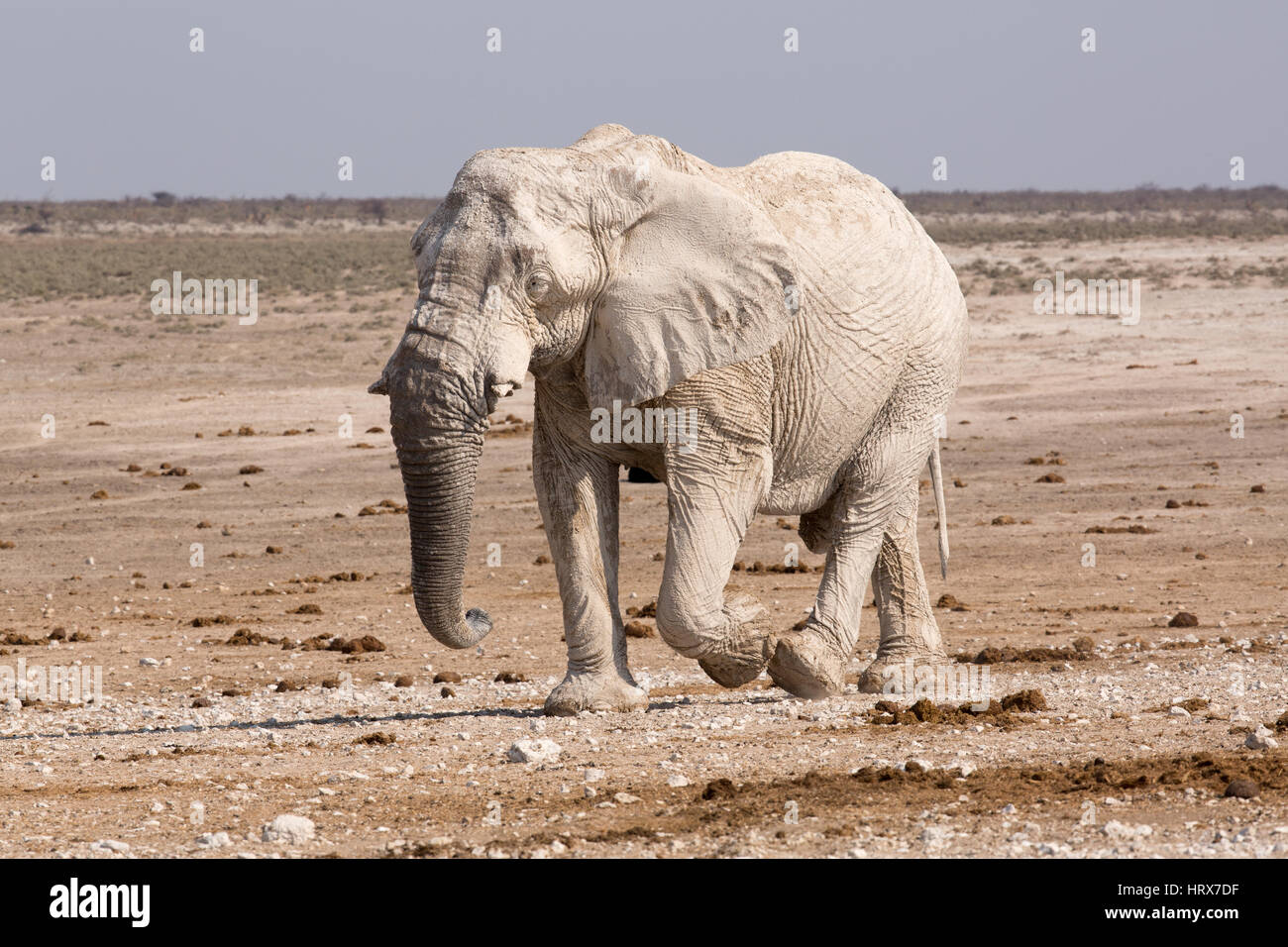 Elephant walking Stock Photo - Alamy