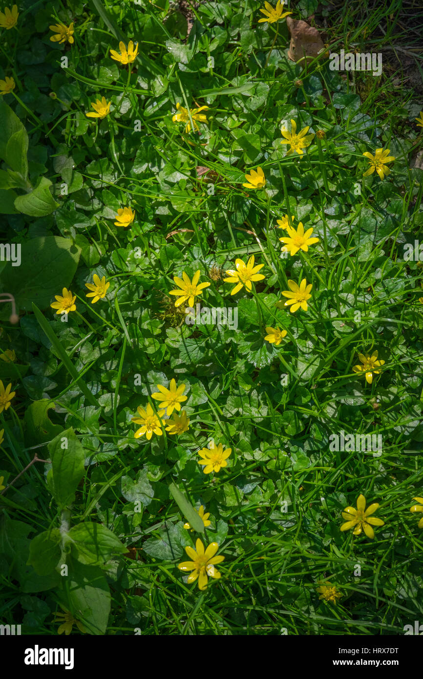 Welsh nature scenes hi-res stock photography and images - Alamy