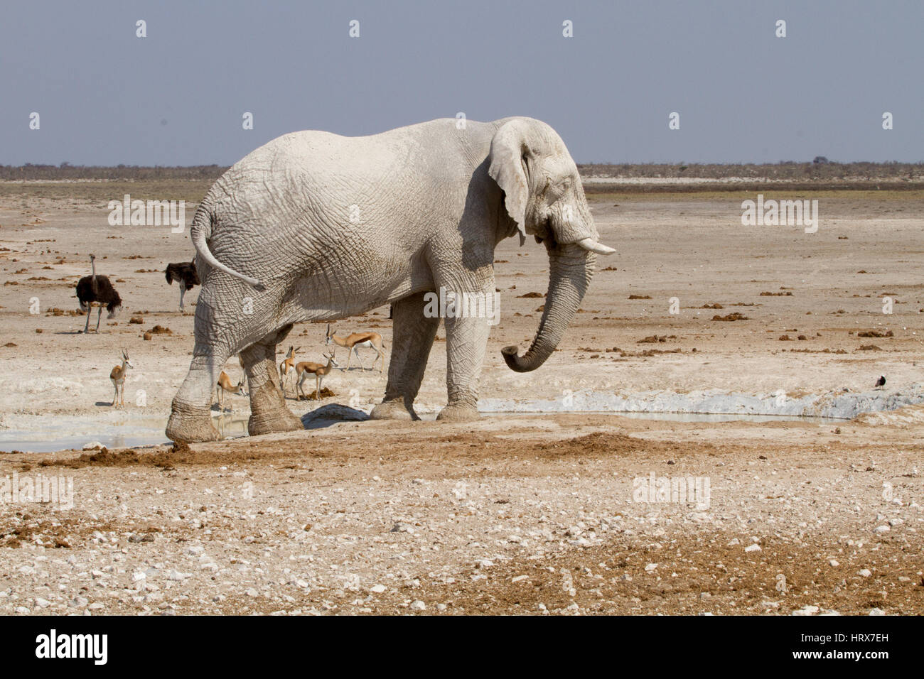 White elephant at waterhole hi-res stock photography and images - Alamy