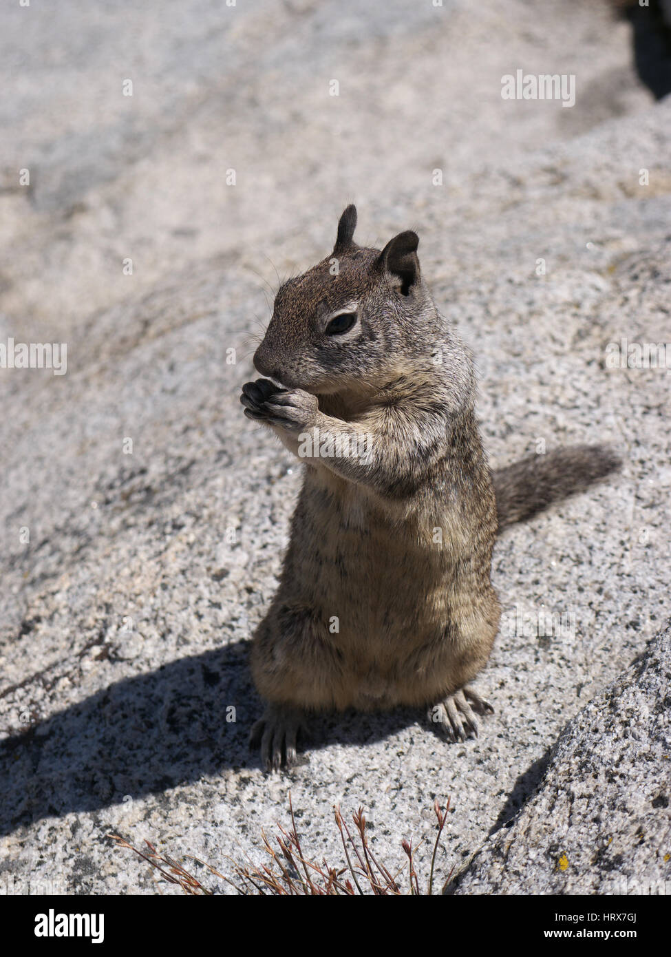 little creature nibbling Stock Photo - Alamy