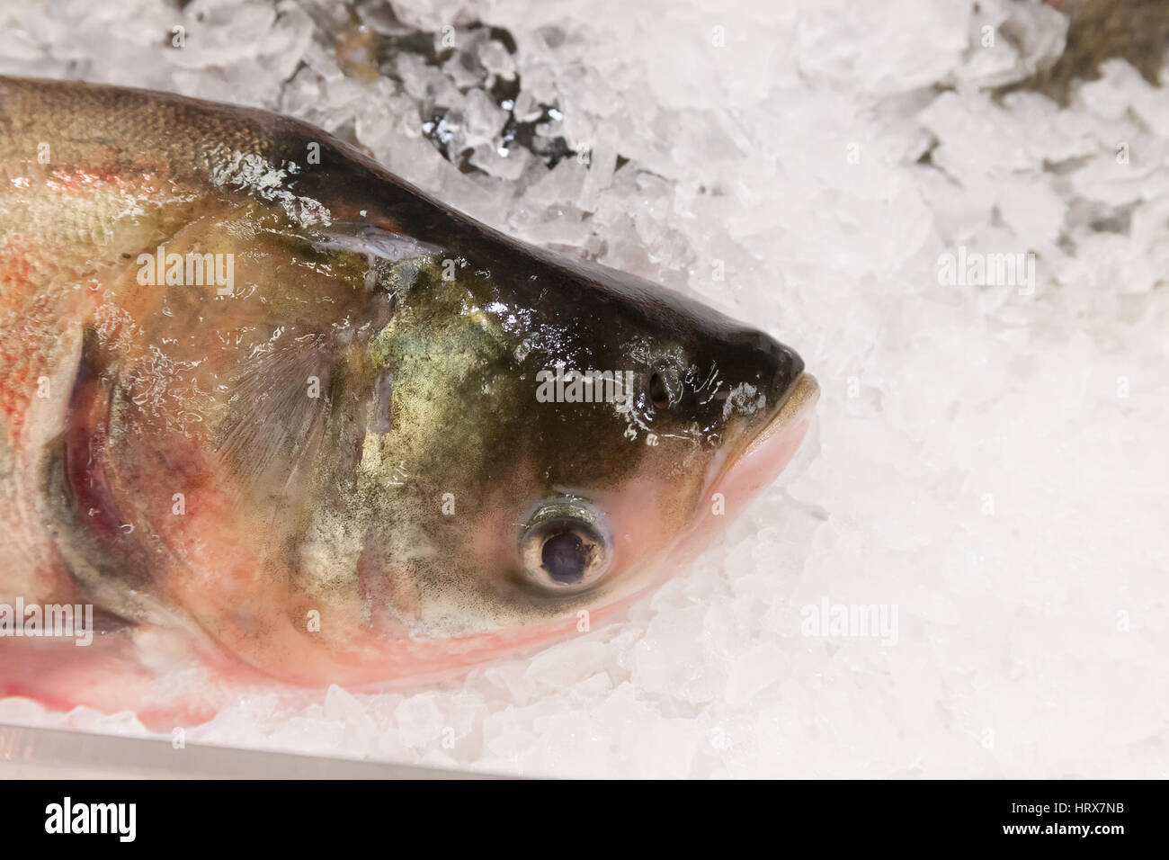 the fresh fish lying in ice on a counter of shop Stock Photo - Alamy
