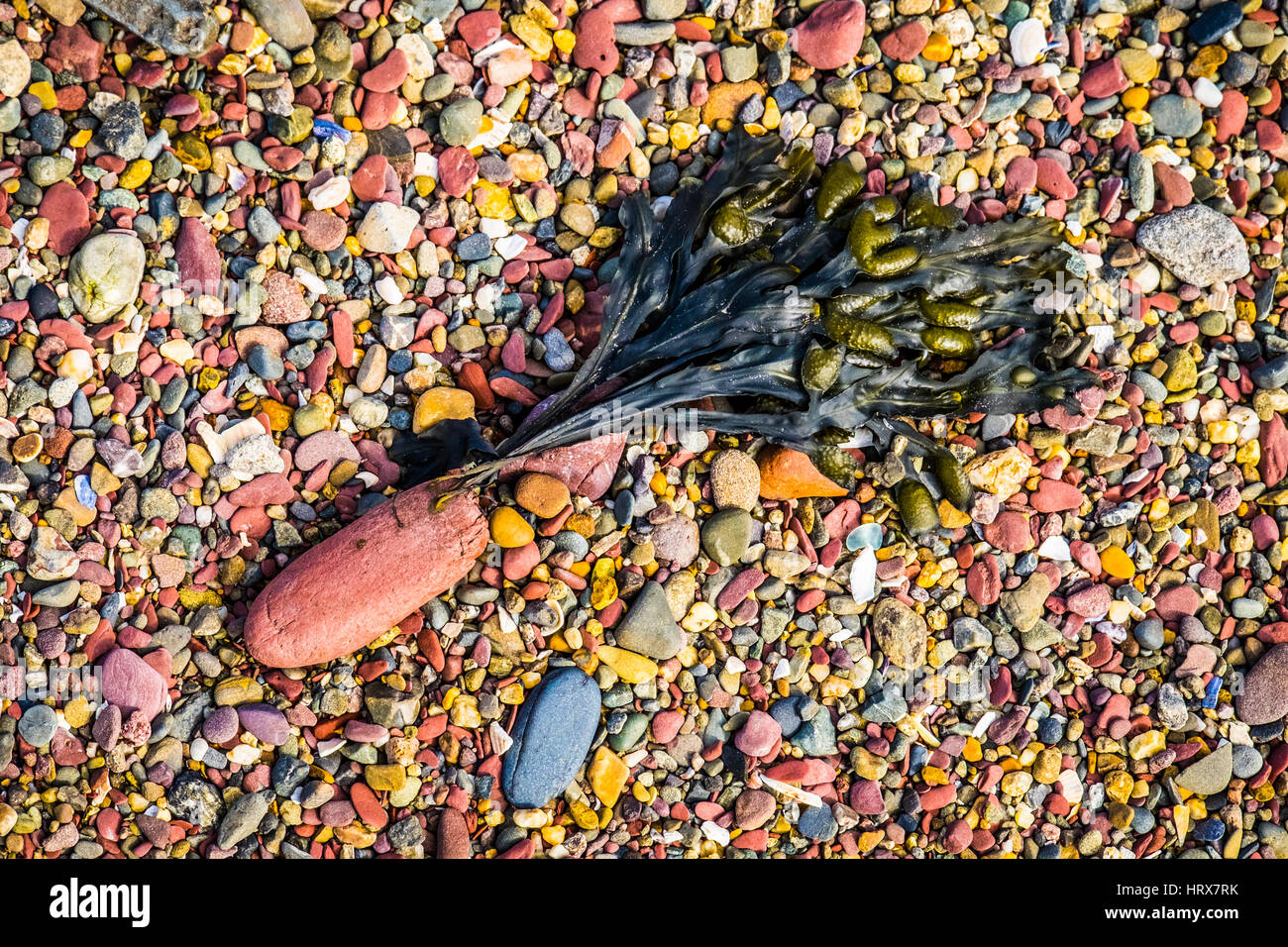 Seaweed attached to rock Stock Photo - Alamy