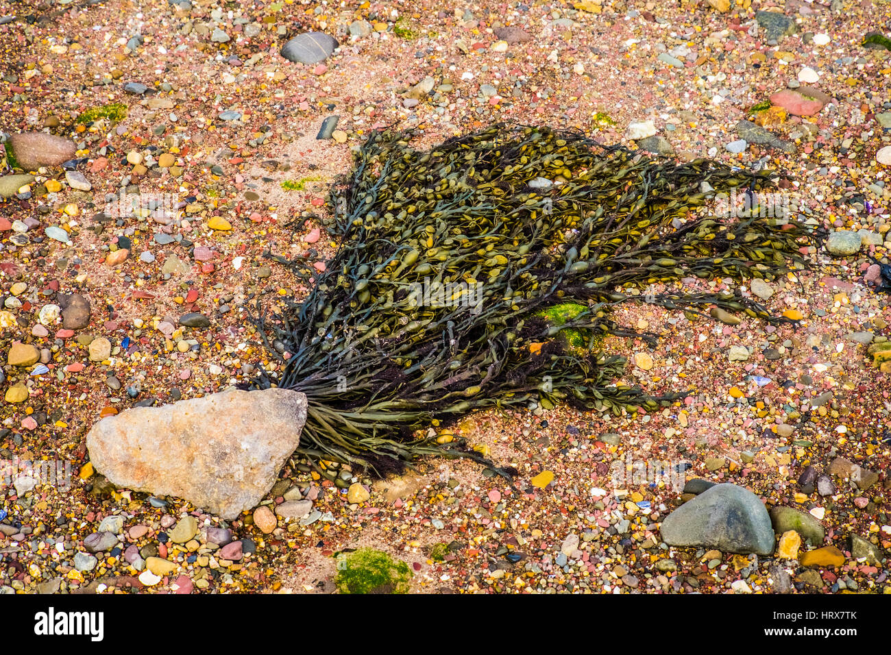 Seaweed attached to rock Stock Photo - Alamy