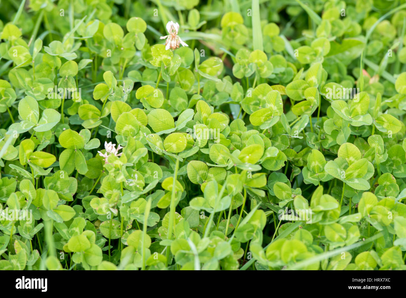 Field of clover in Erie County Pennsylvania Stock Photo - Alamy