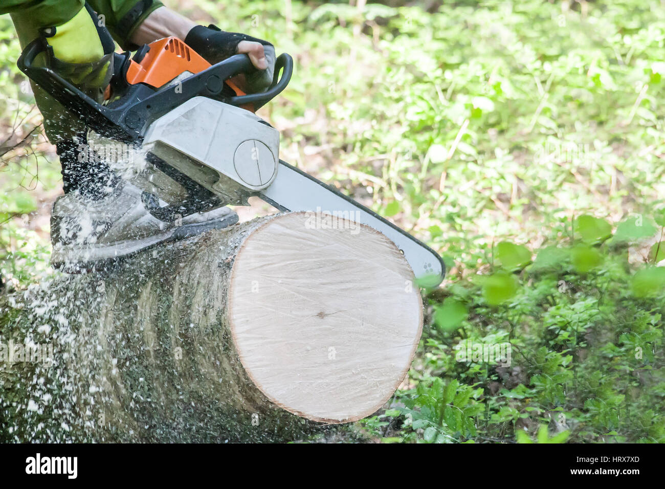 The chainsaw cutting the log of wood Stock Photo - Alamy