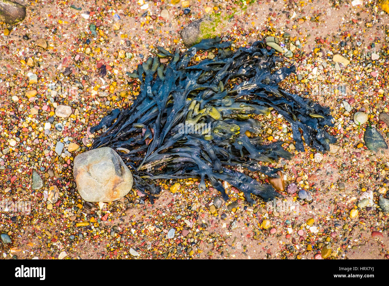 Seaweed shoreline hi-res stock photography and images - Alamy