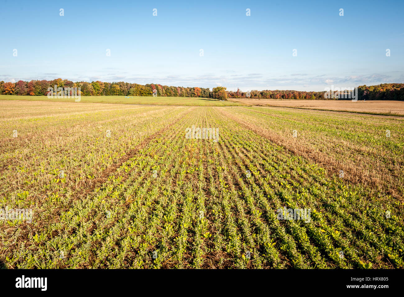 Rows of crops on Pennsylvania farm Stock Photo - Alamy