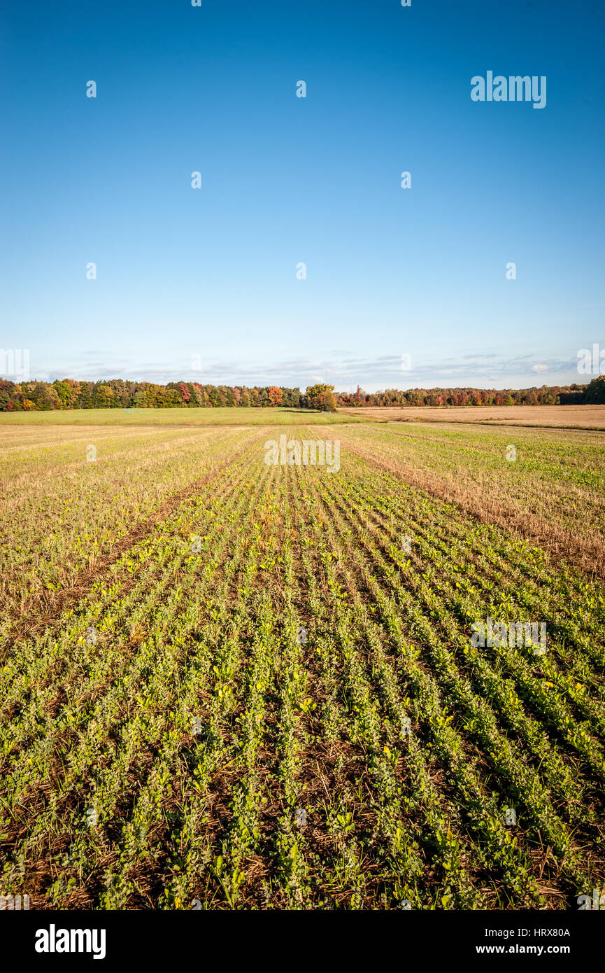 Rows of crops on Pennsylvania farm Stock Photo - Alamy