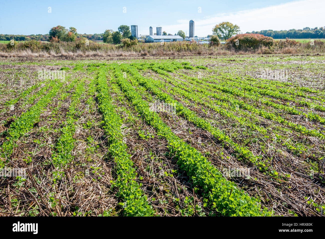 Clover growing on Pennsylvania farm Stock Photo - Alamy