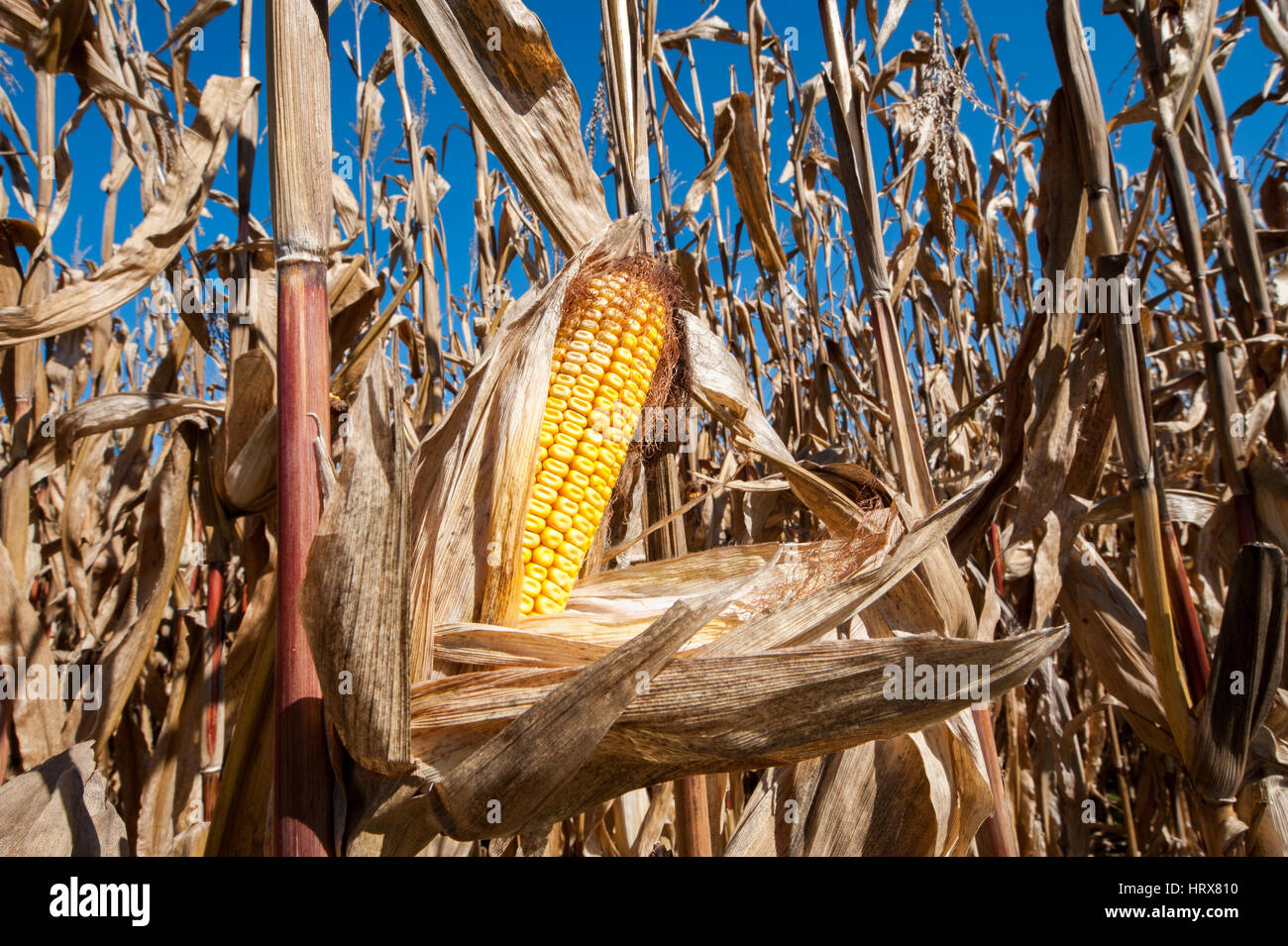Corn Pennsylvania Agriculture Stock Photo - Alamy