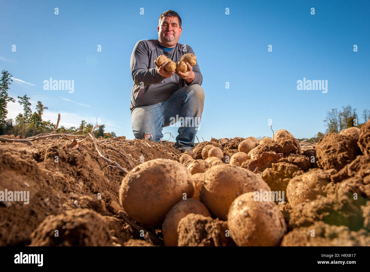 Potato farmer hi-res stock photography and images - Alamy